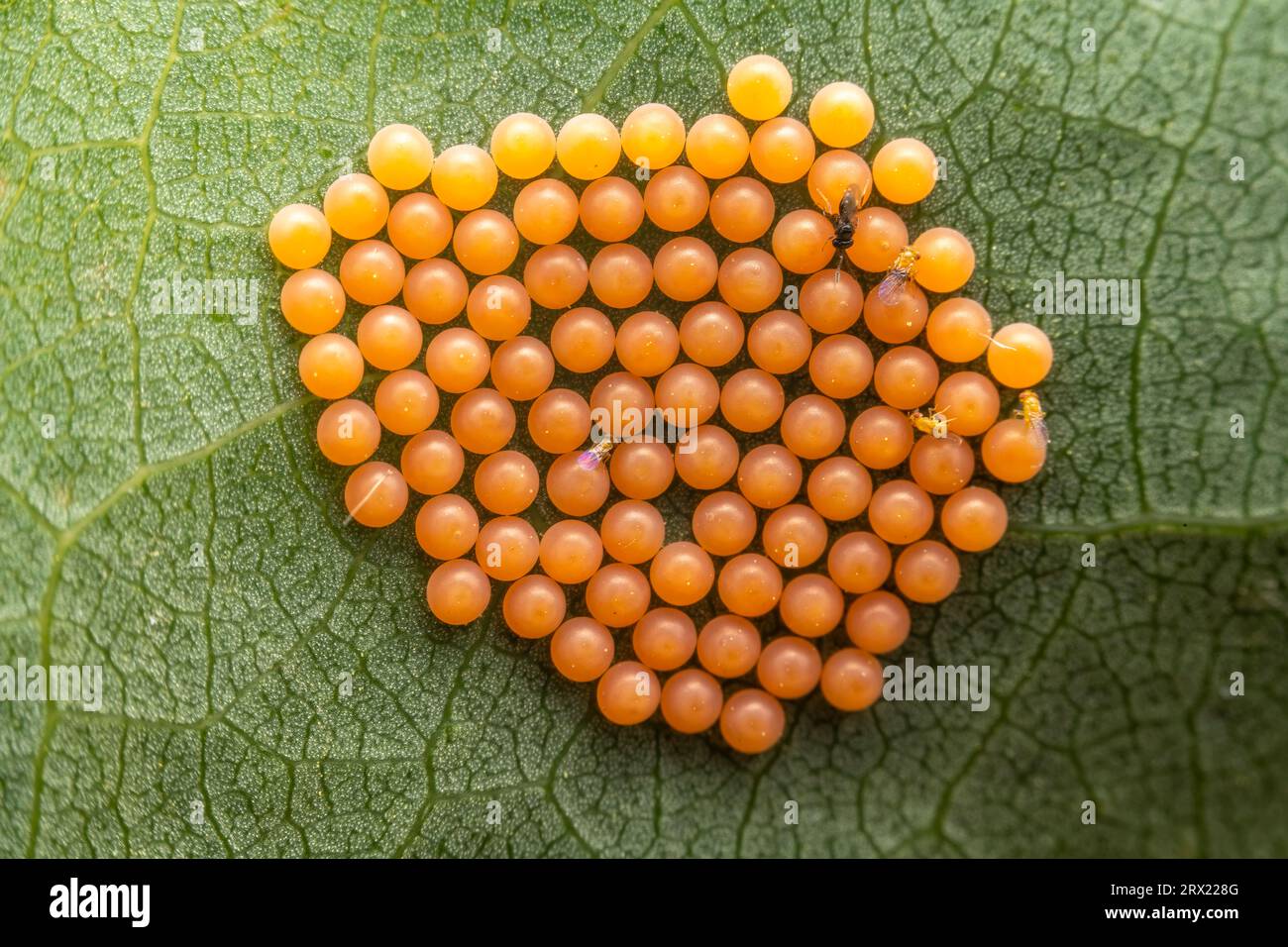 Telenomus dendrolimusi hi-res stock photography and images - Alamy