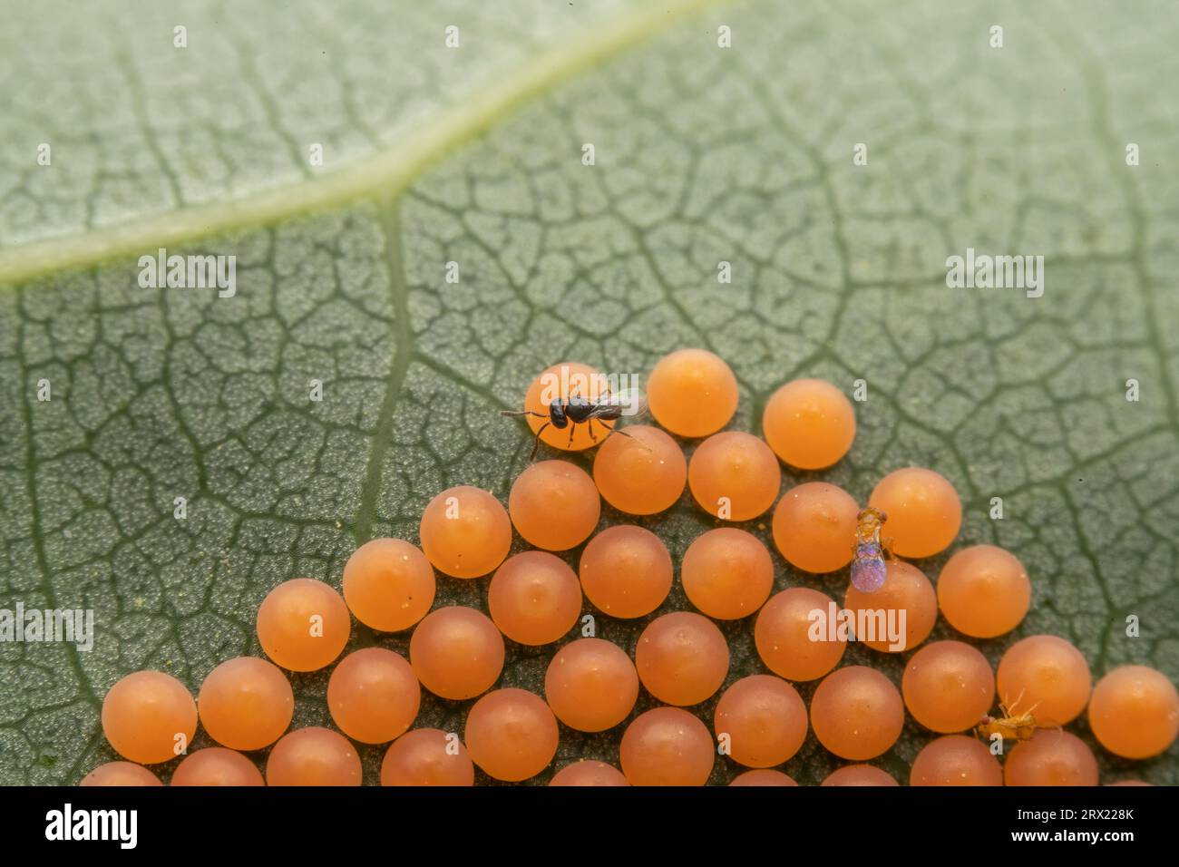 Telenomus dendrolimusi hi-res stock photography and images - Alamy