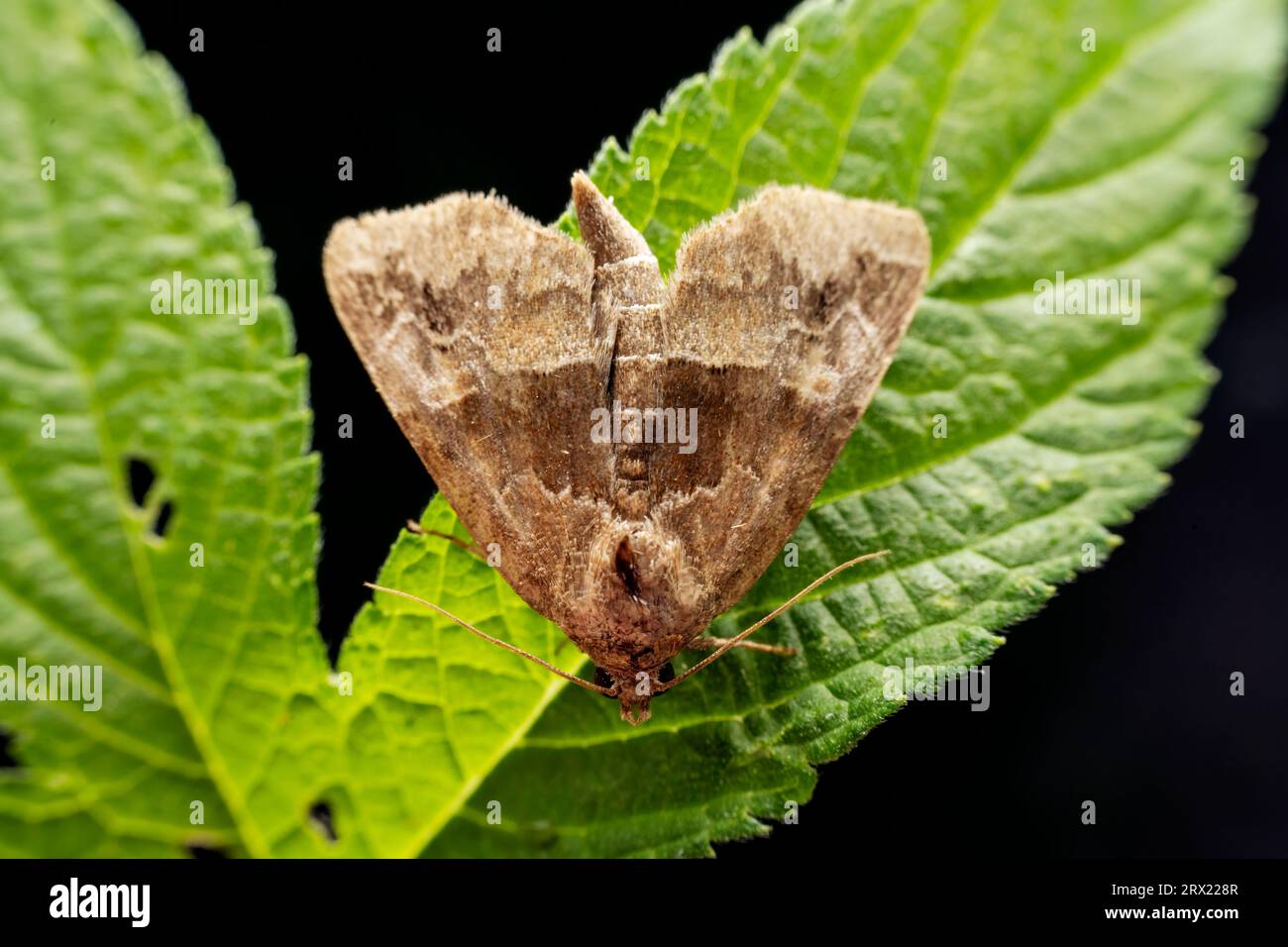 Lepidoptera larvae hi-res stock photography and images - Alamy