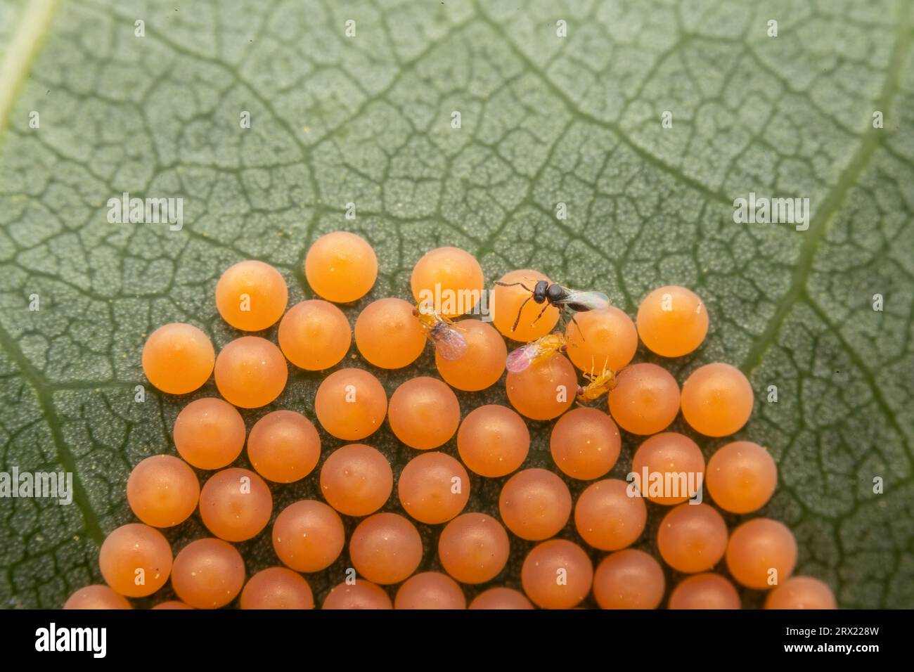 Telenomus dendrolimusi hi-res stock photography and images - Alamy
