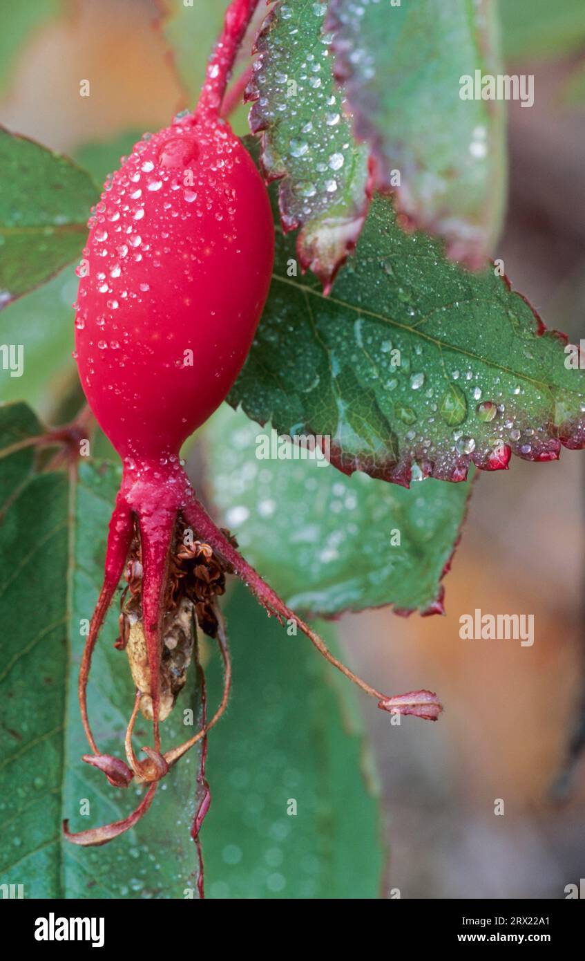 Needle Rose the appearance is very variable (Photo of rosehips ...