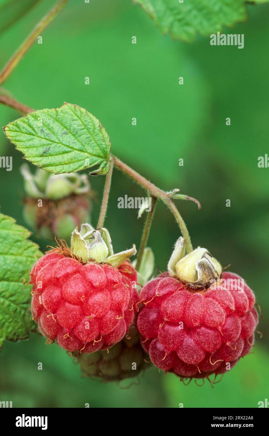 Raspberry (Rubus idaeus) has been known as a medicinal plant since ...