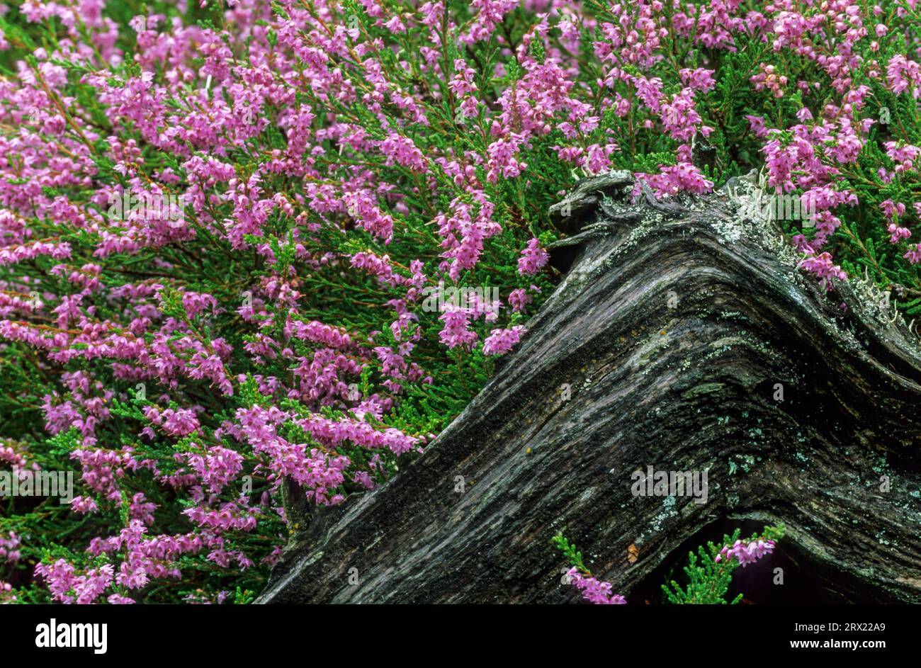 Common heather (Calluna vulgaris) the flowers are frequently visited by ...