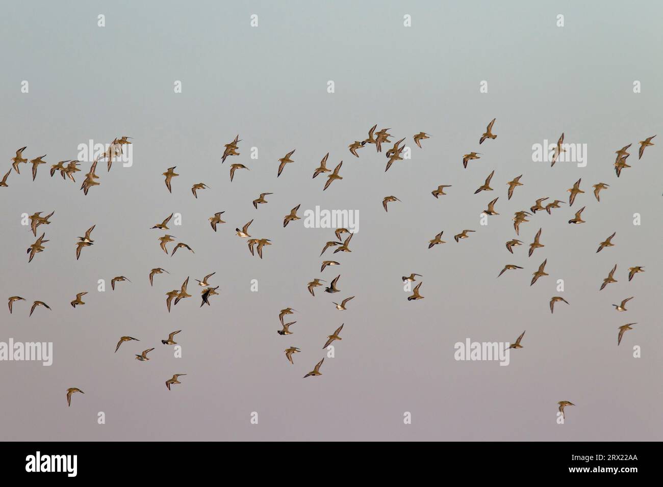 European Golden Plover is a fully migratory bird (Photo flock of birds ...