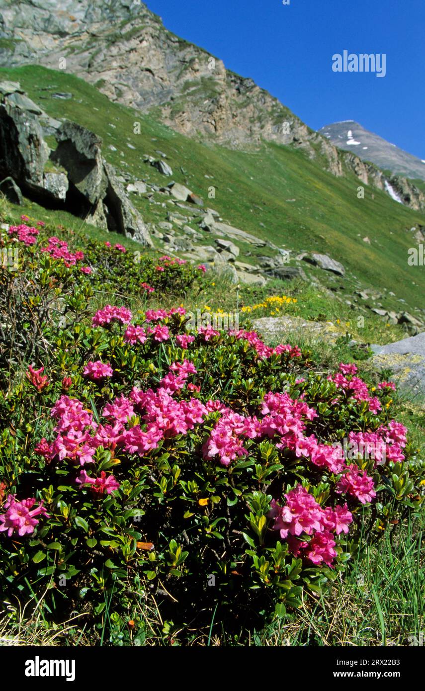Rusty-leaved alpenrose (Rhododendron ferrugineum) needs a protective ...
