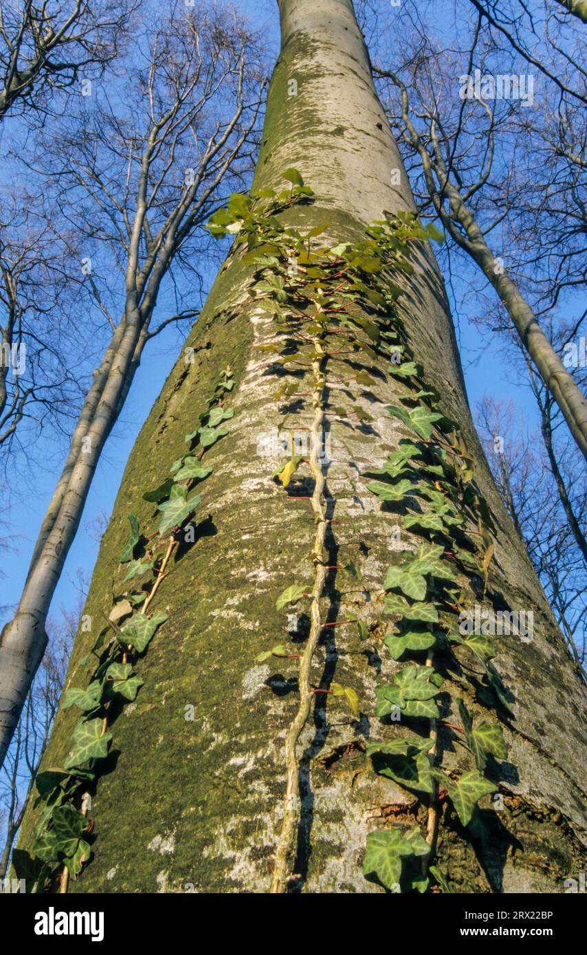 Ivy is an evergreen climbing plant (Common Ivy), Common Ivy (Hedera ...