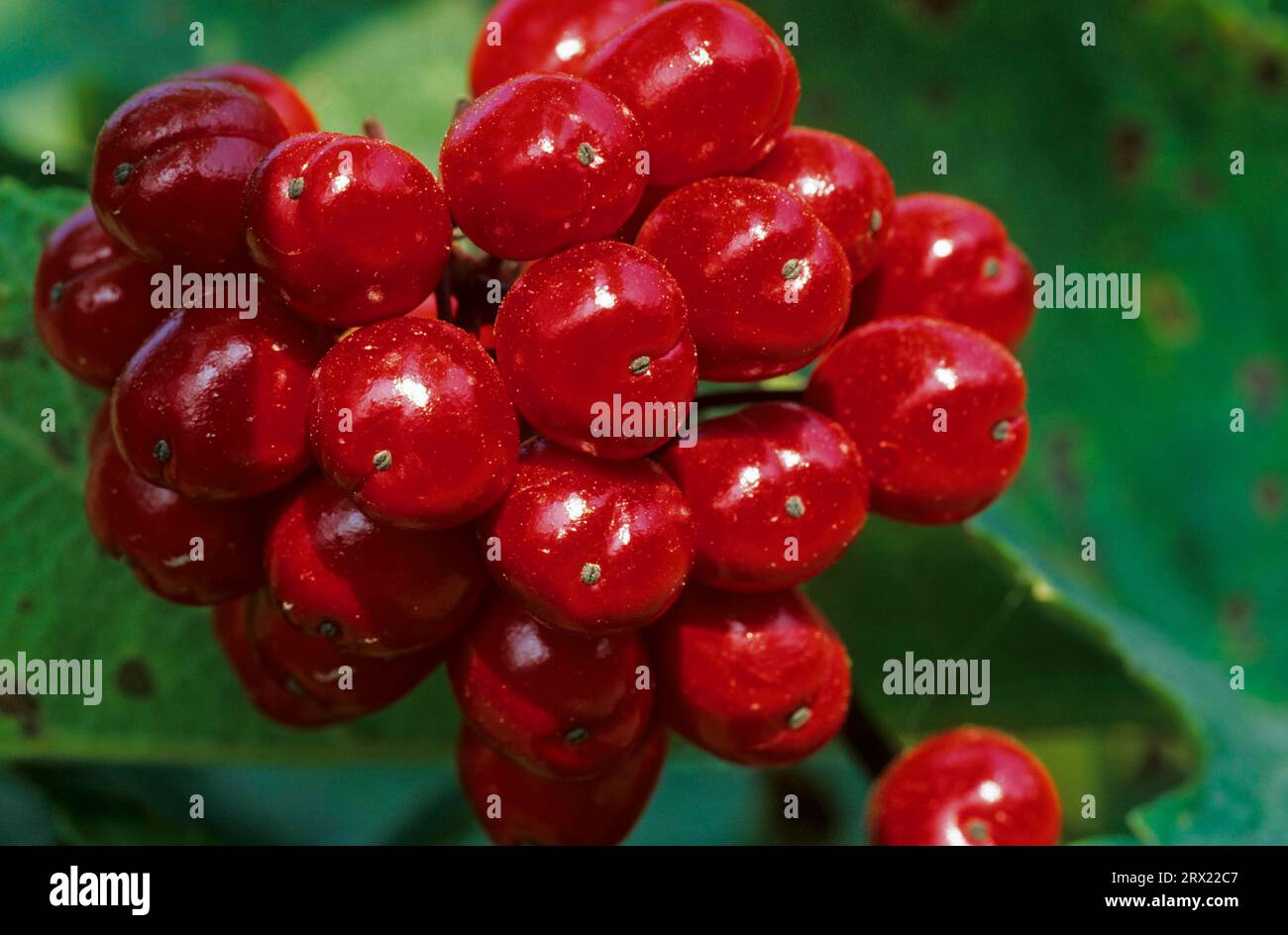 Hedgehog root was used medicinally by Native Americans because the bark ...