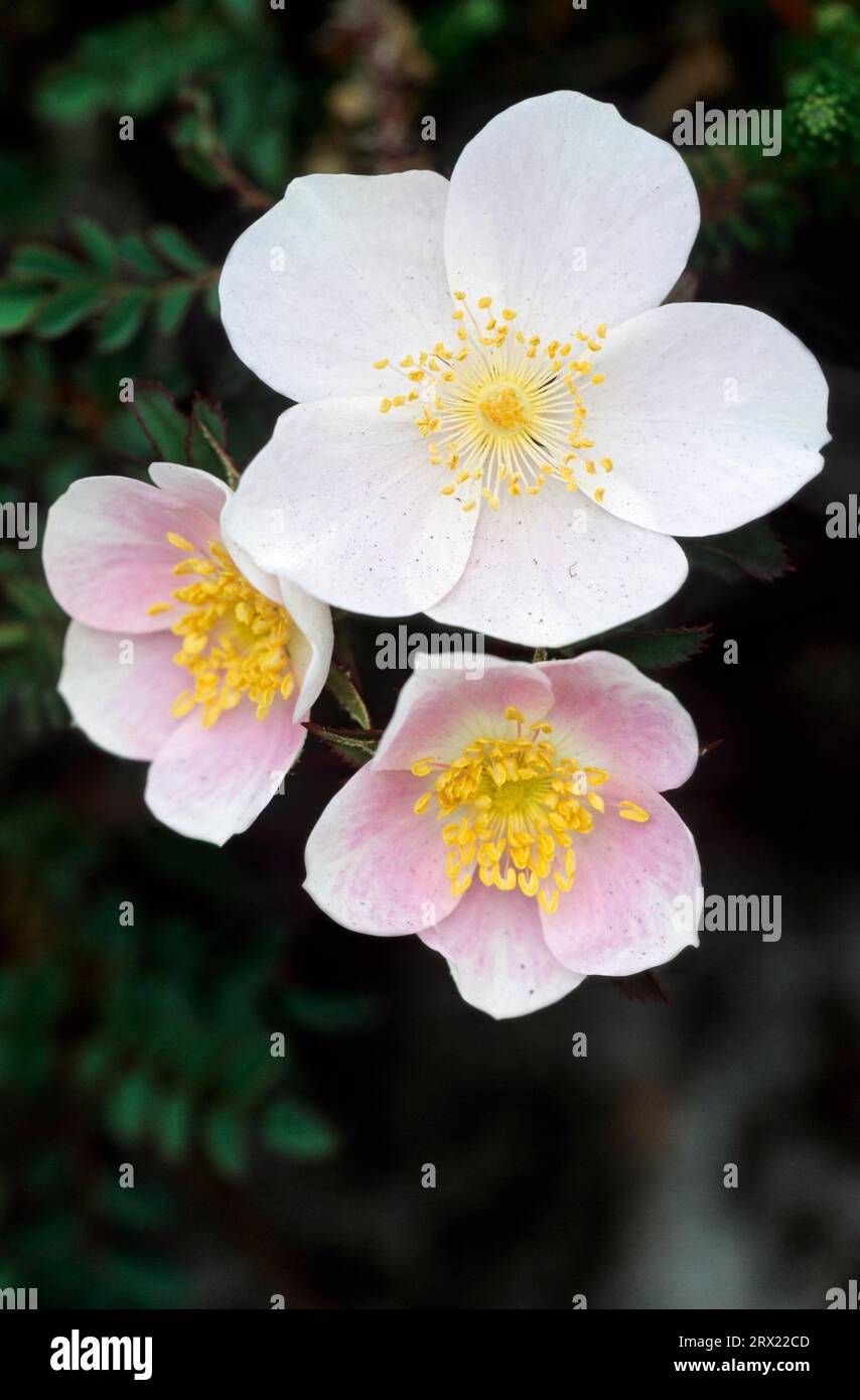 Burnet rose (Rosa spinosissima) colonises in Germany mainly the North ...
