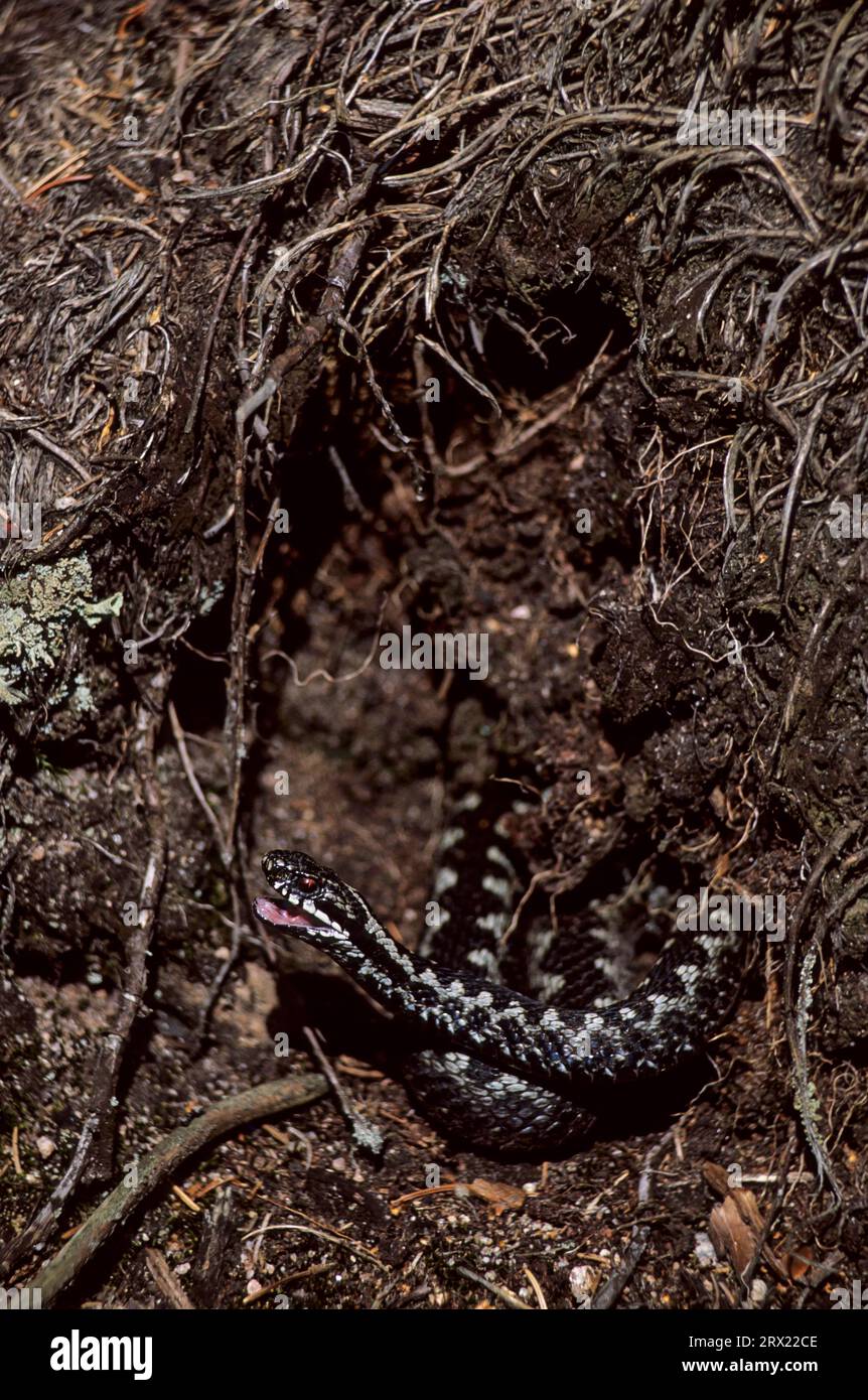 Common European Adder is the only snake can be found north of the ...