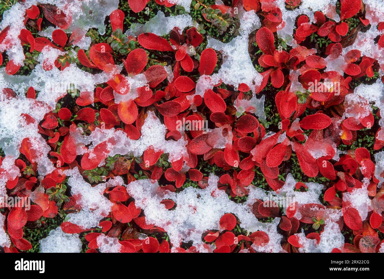 Alpine Bearberry is widespread in the arctic-alpine regions of the ...