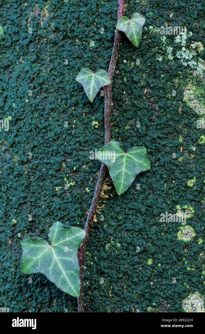 Ivy the seeds spread mostly after being eaten by songbirds (Common Ivy ...