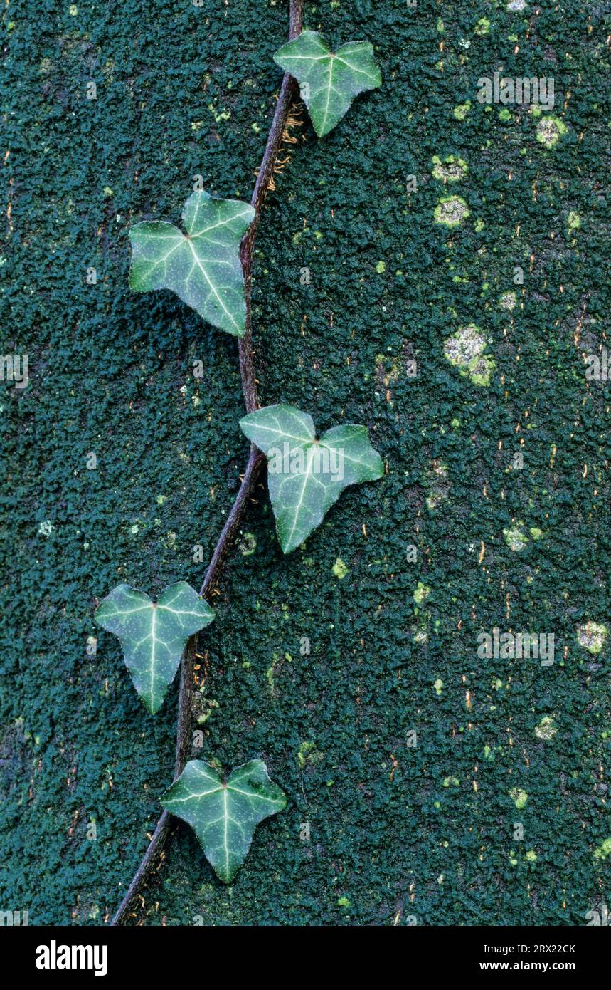Ivy the fruits reach maturity between January and April (Common Ivy ...