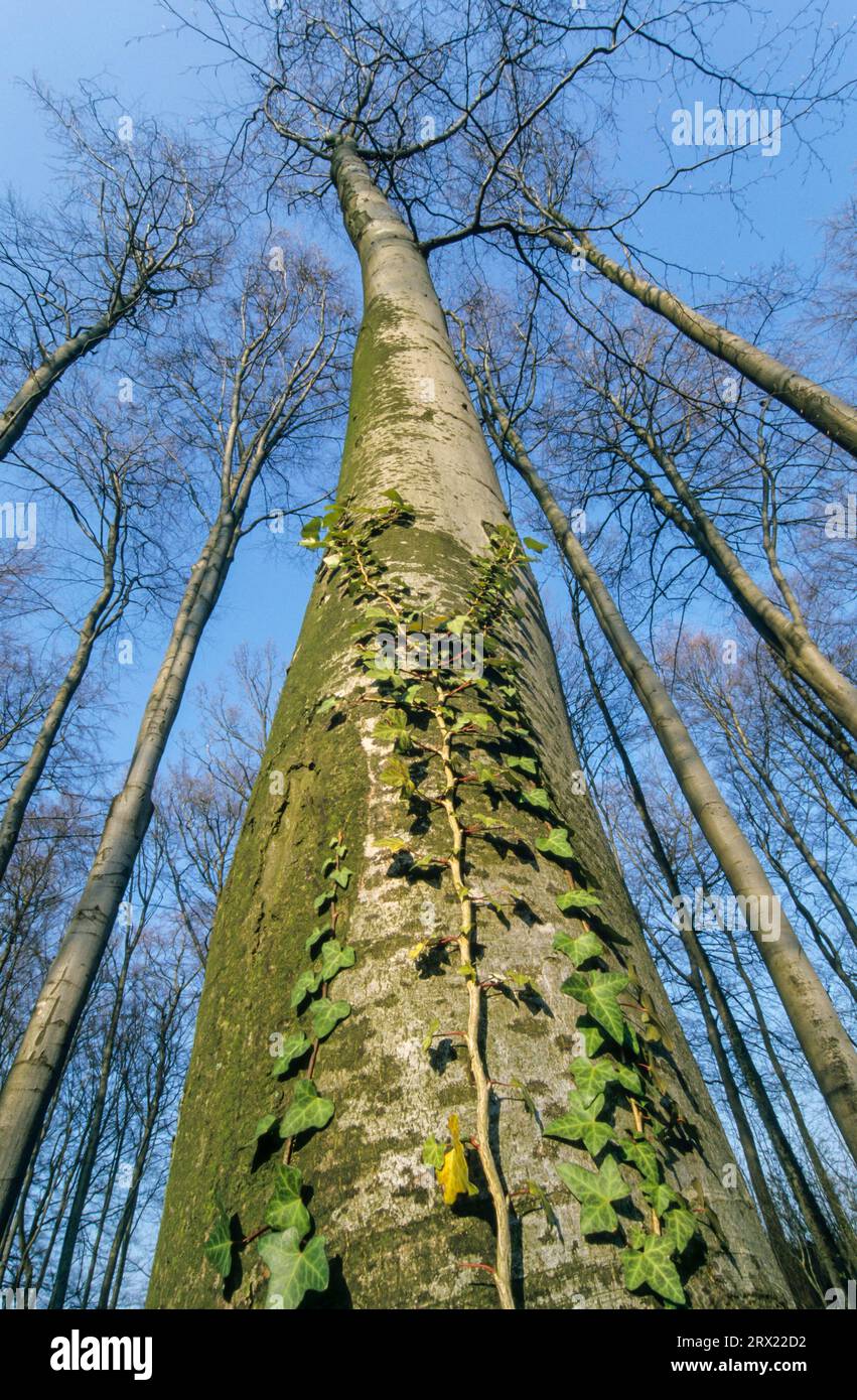 Ivy its adhesive roots help the plant climb up trees and walls (Common ...