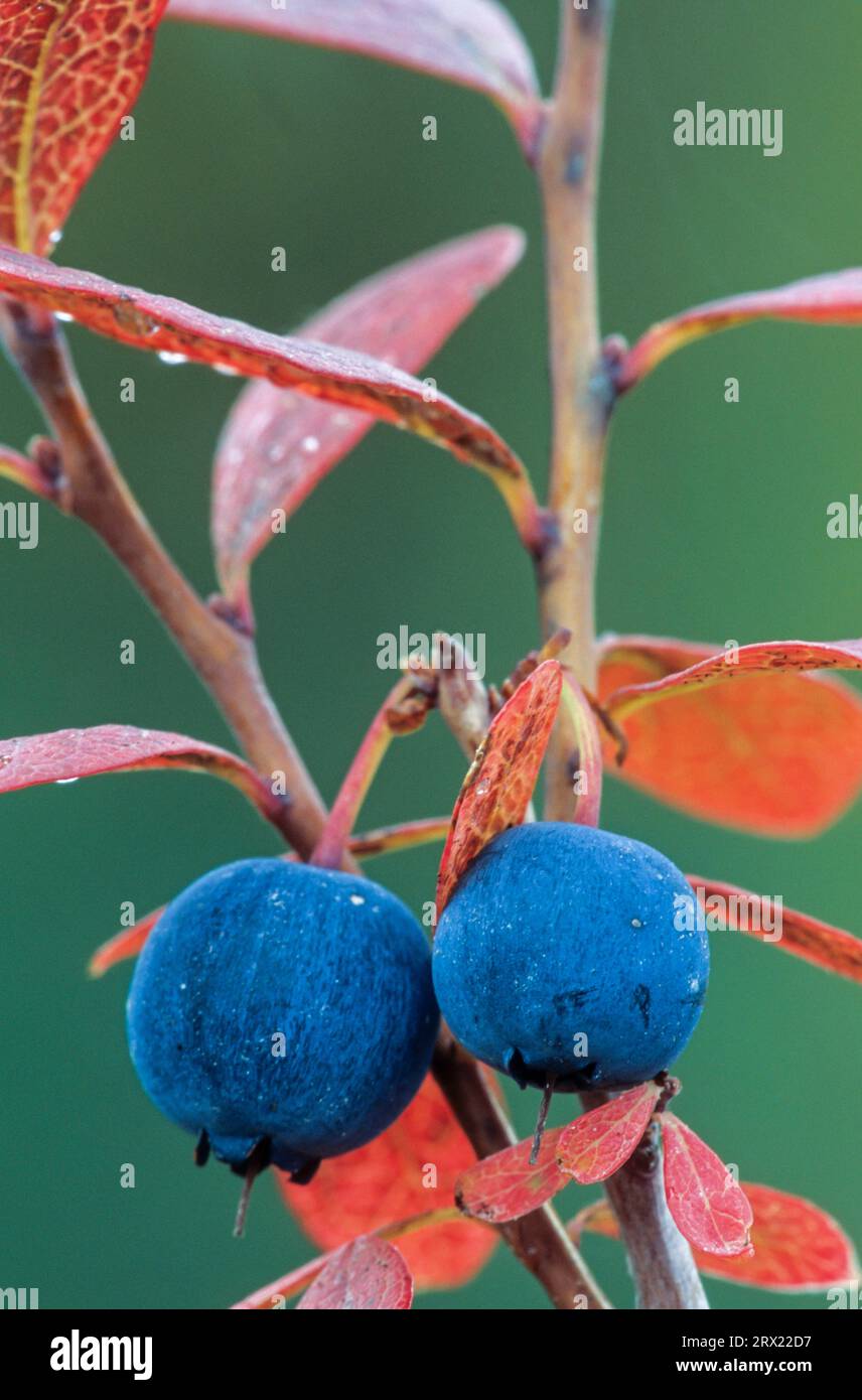 European blueberry (Vaccinium myrtillus) the berries can be harvested ...
