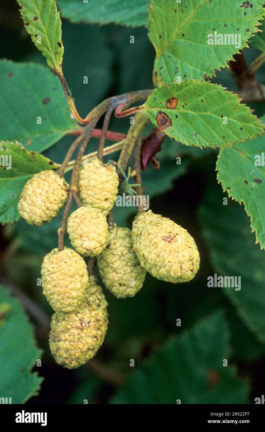 Red alder alaska hi-res stock photography and images - Alamy