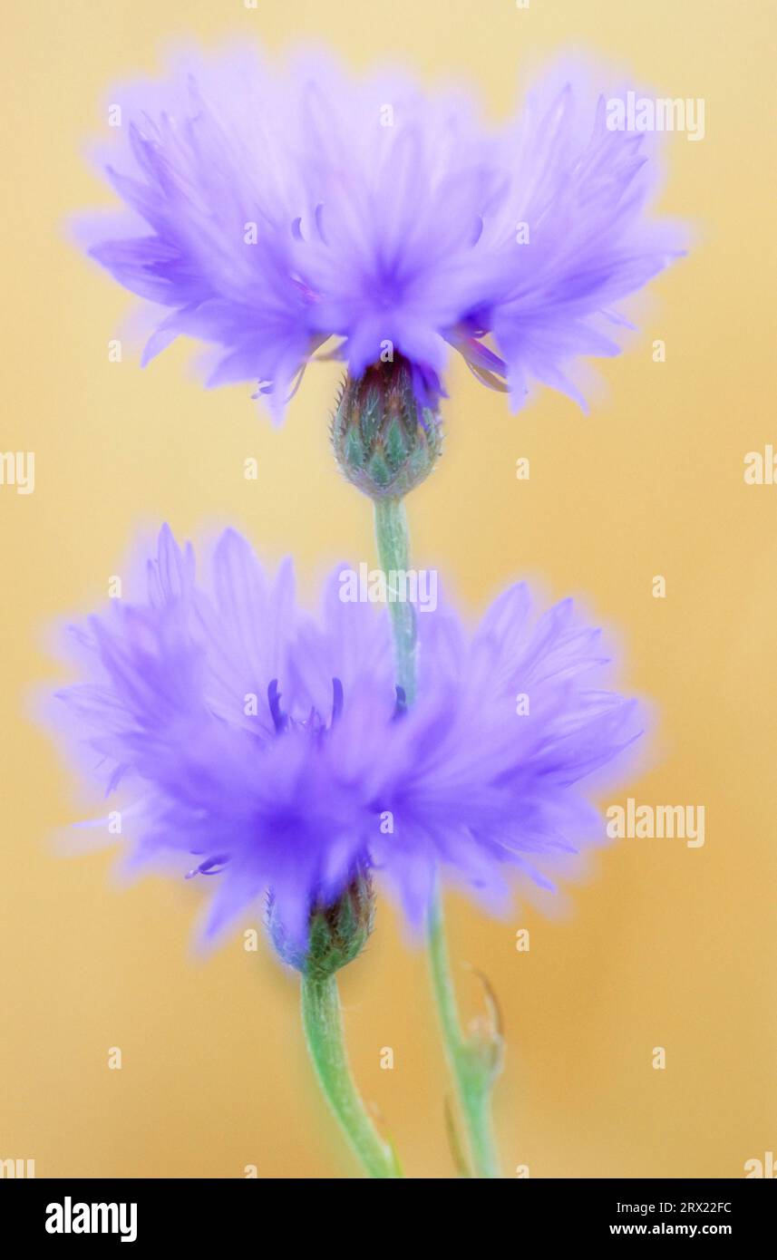 Cornflower (Centaurea cyanus) the seeds are very oily (Multiple ...