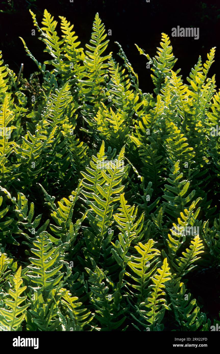Common polypody netherlands hi-res stock photography and images - Alamy