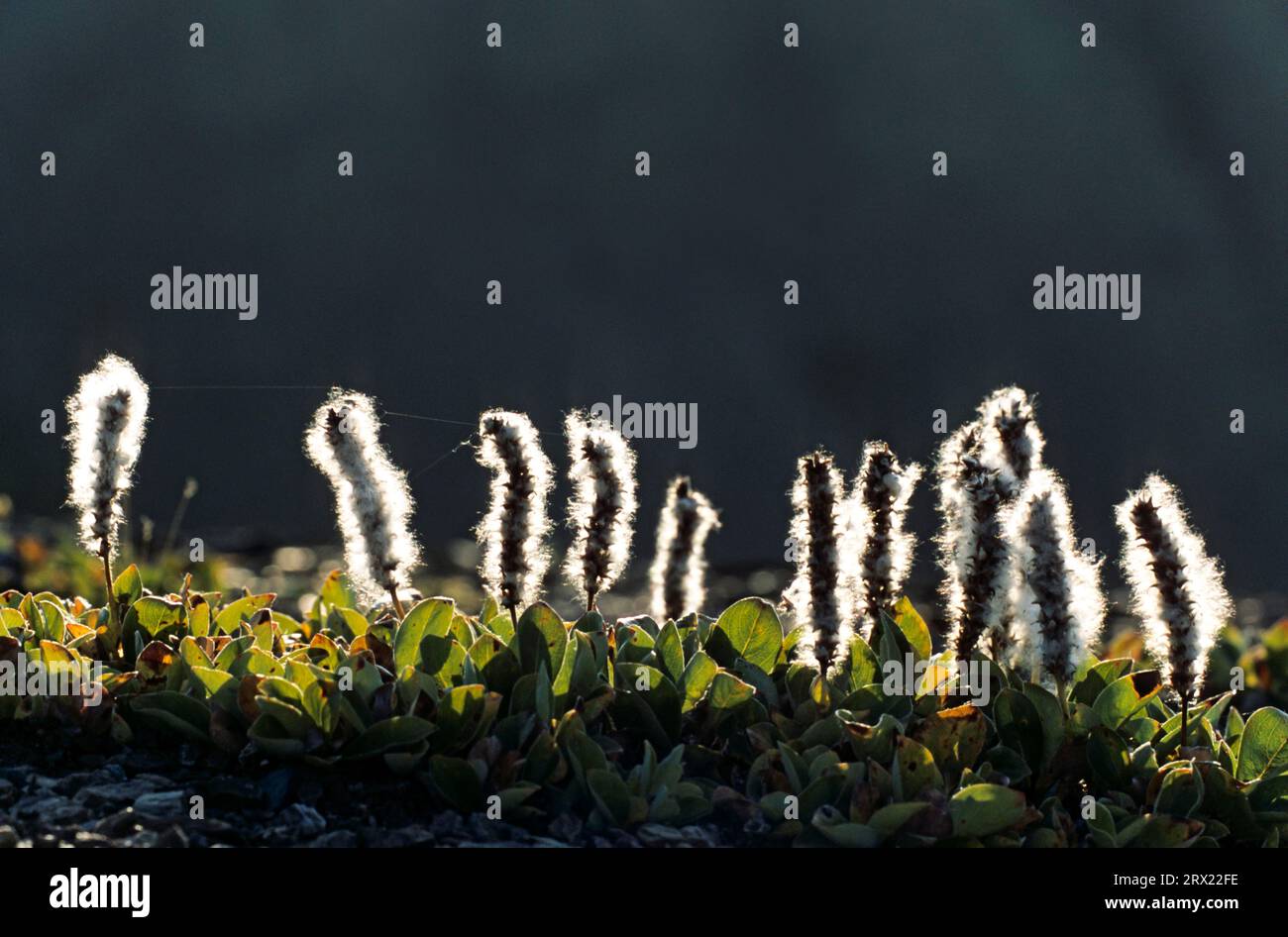 Arctic Willow (Salix arctica) still survives at 80 degrees north ...