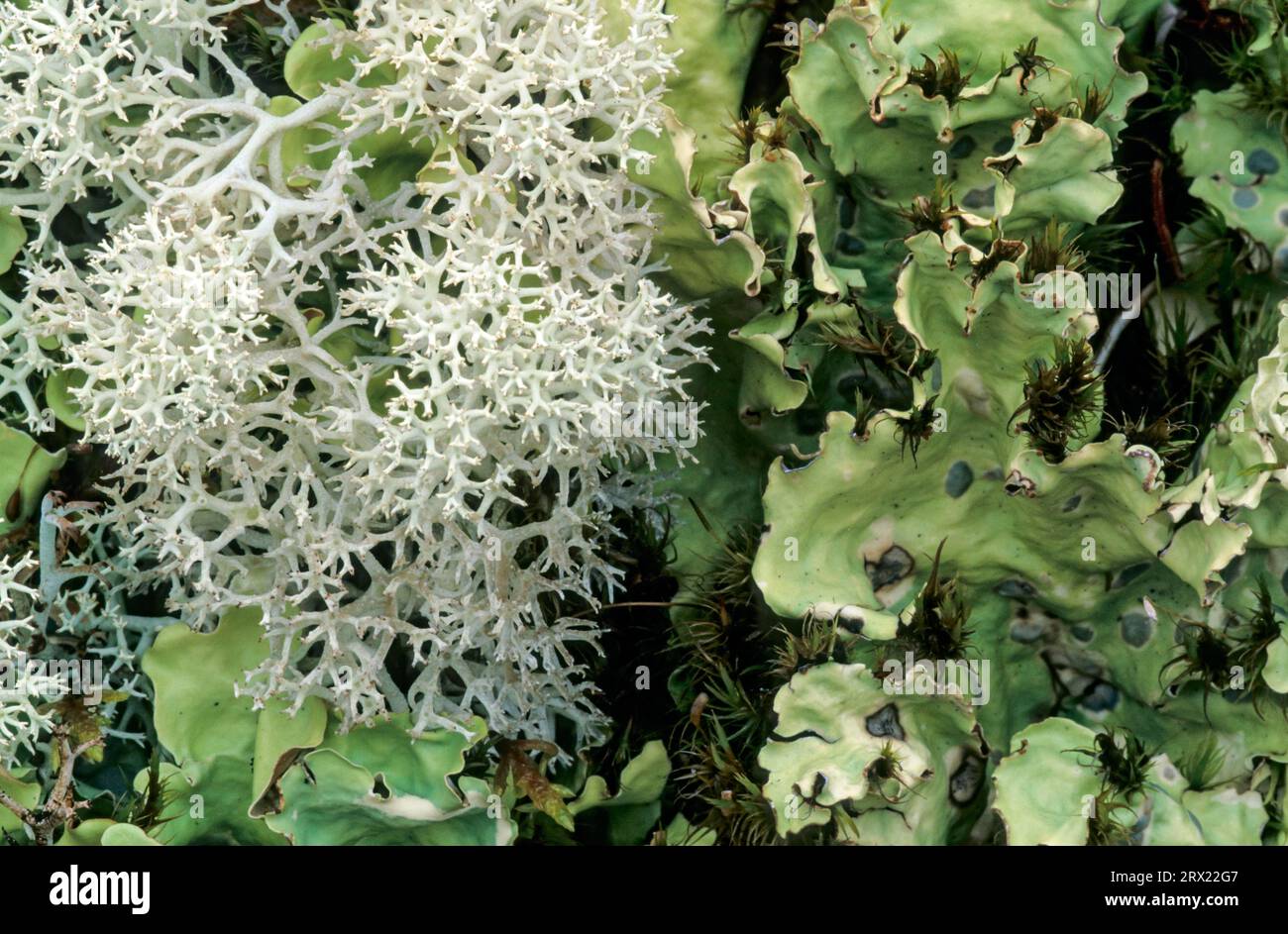 Us kidney hi-res stock photography and images - Alamy