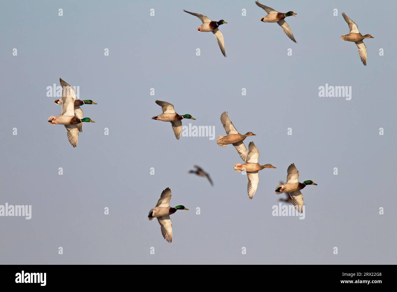 Aerial view of national diet hi-res stock photography and images - Alamy