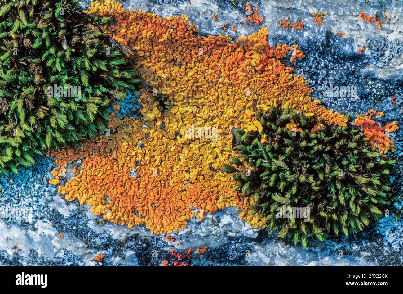 Elegant Sunburst Lichen has survived in outer space in an experiment ...