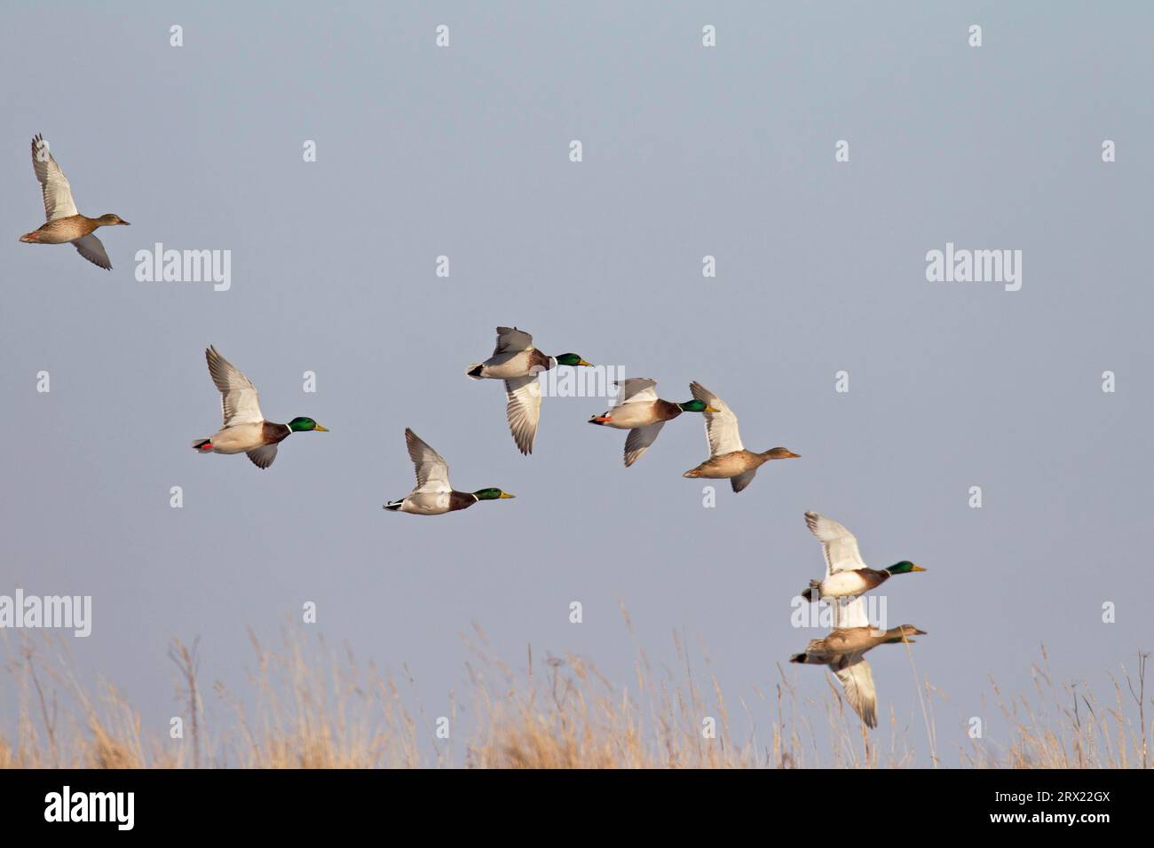 Mallard (Anas platyrhynchos) is the largest and most common swimming ...
