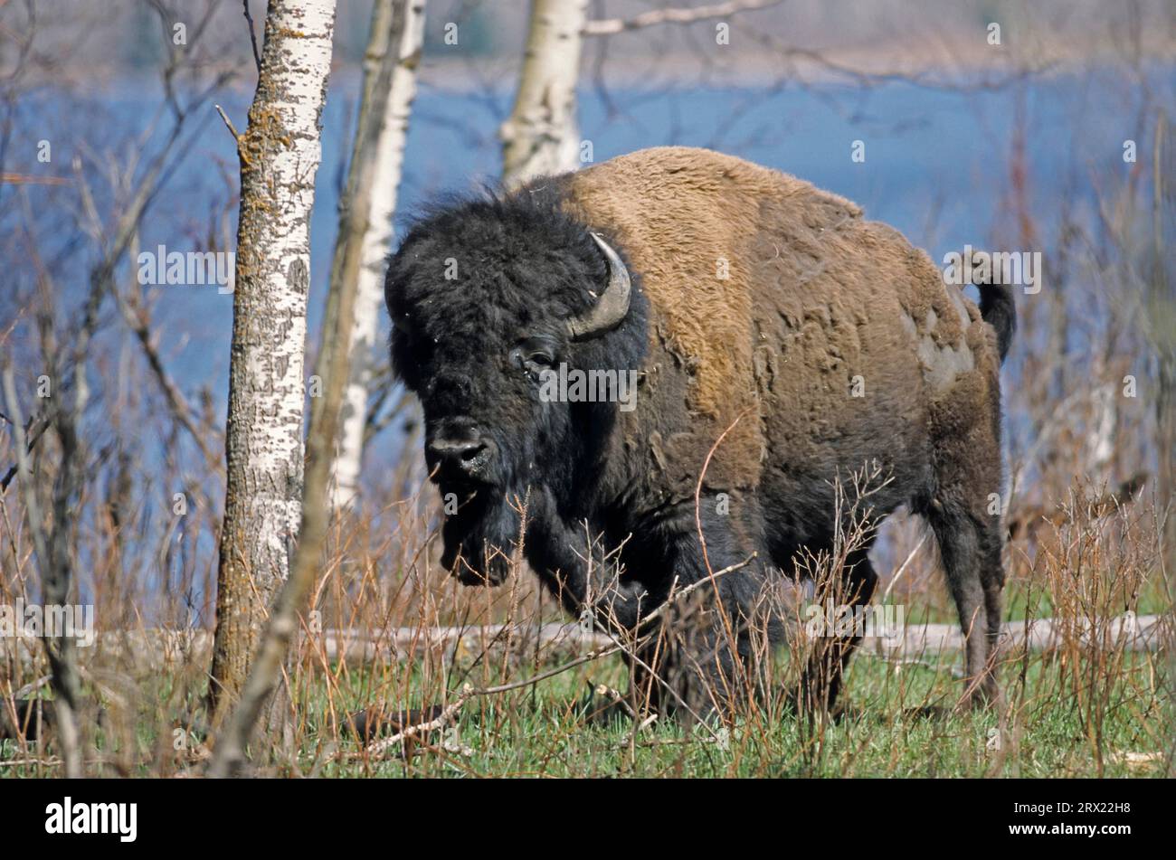 American Bison (Bison bison) bull crossing the prairie (Indian buffalo ...