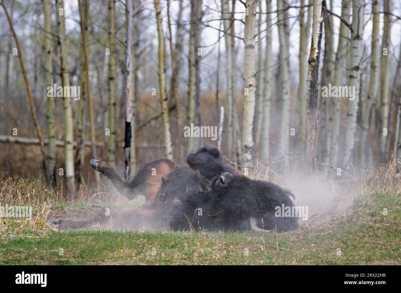 American Bison (Bison bison) bull taking a sand bath (Indian buffalo ...