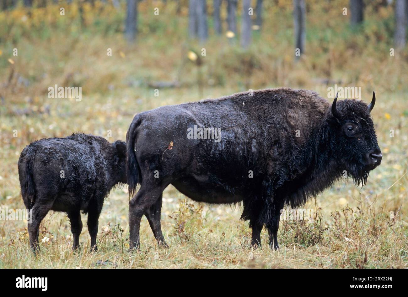 American Bison (Bison bison) cow calf standing in front of a forest ...