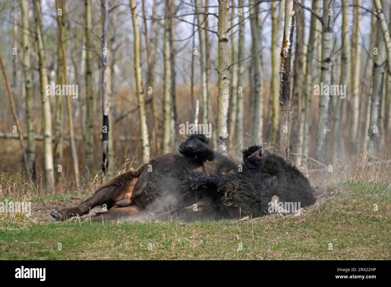 American Bison (Bison bison) bull taking a sand bath (Indian buffalo ...
