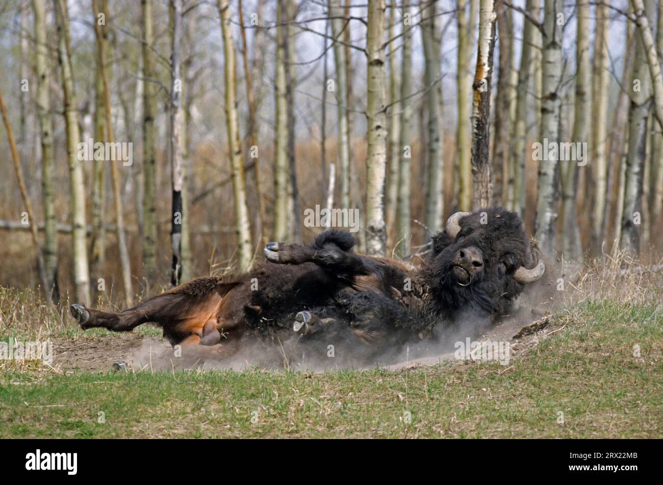 American Bison (Bison bison) bull taking a sand bath (Indian buffalo ...