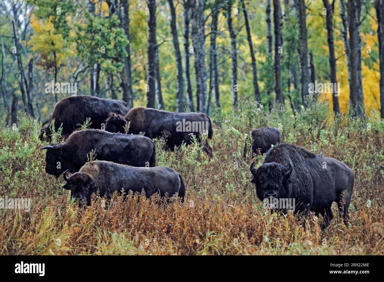 American Bison (Bison bison) bull, bison cows calf standing in a forest ...