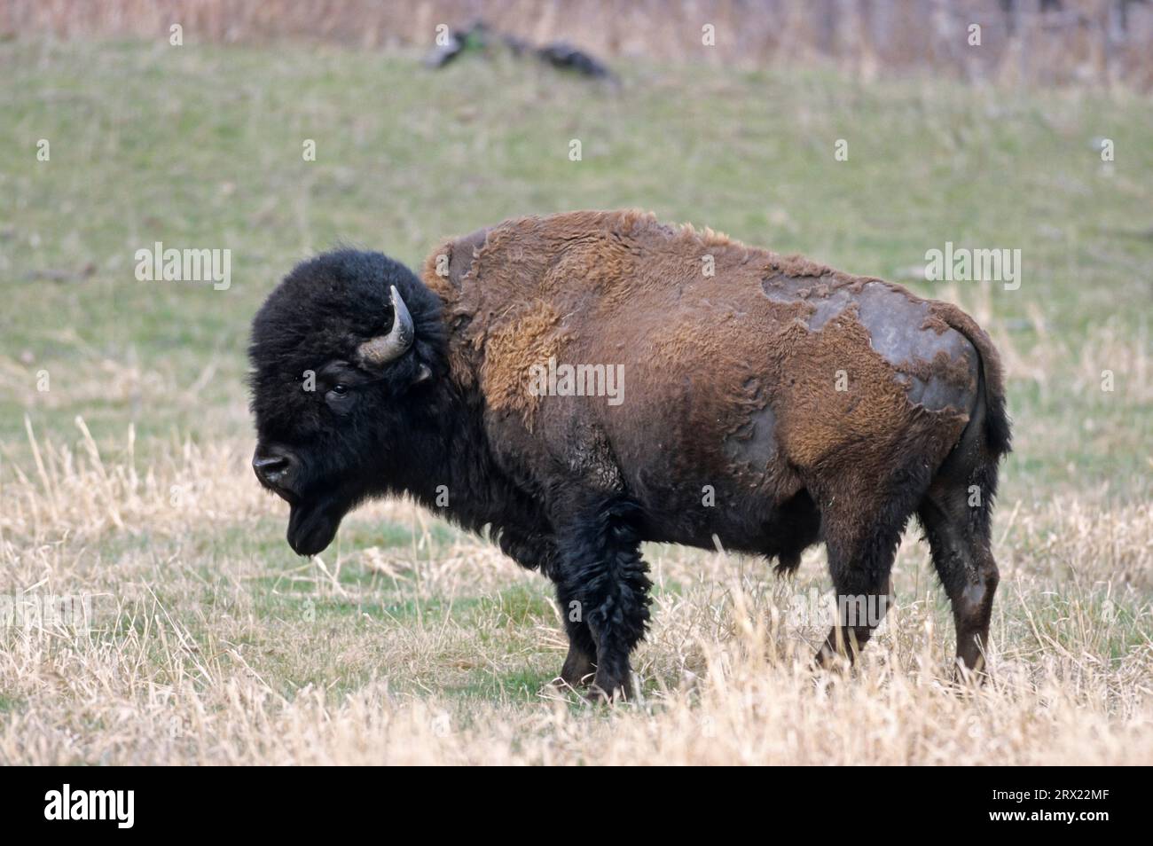 American Bison (Bison bison) bull crossing the prairie (Indian buffalo ...
