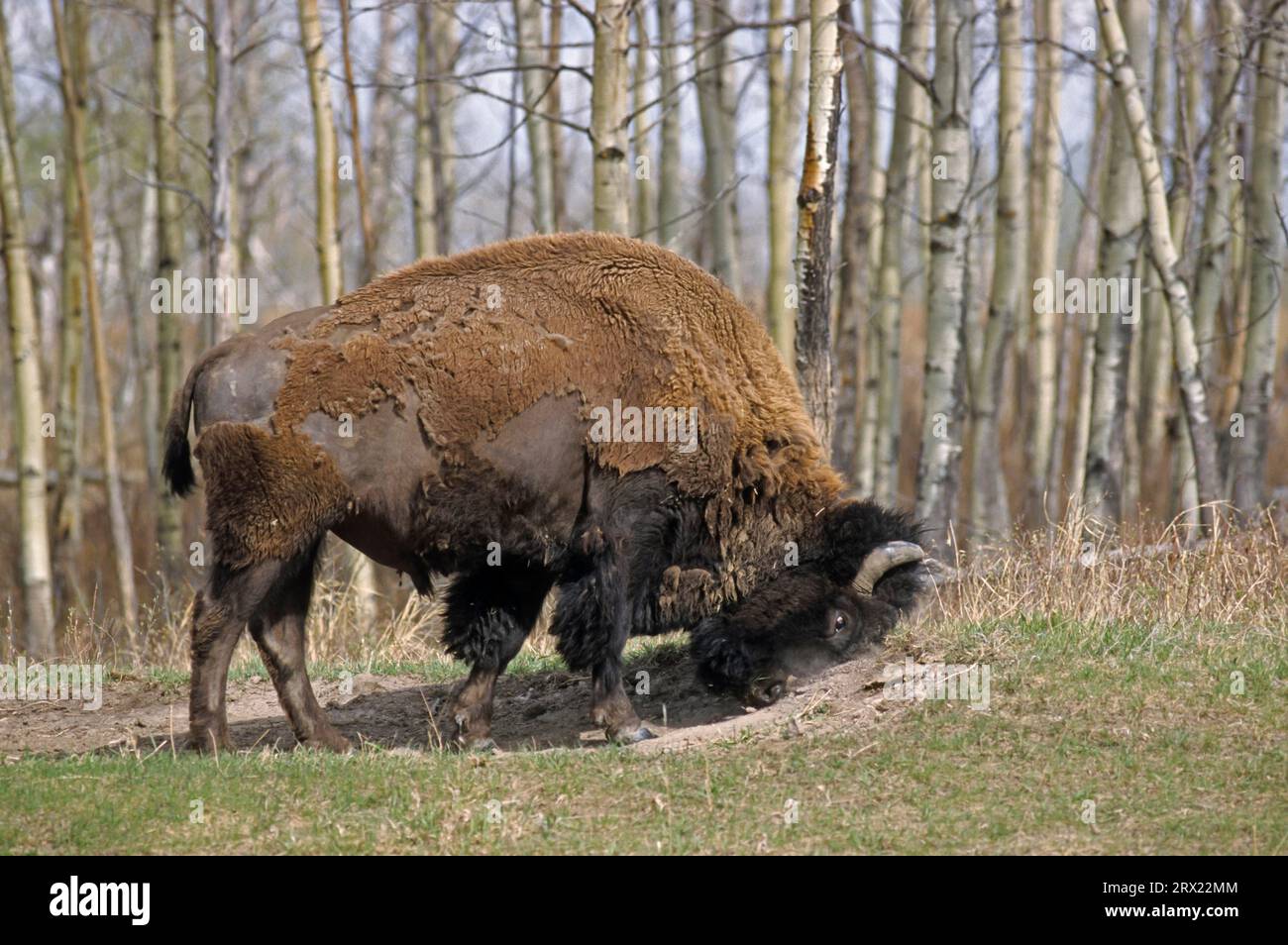American Bison (Bison bison) bull taking a sand bath (Indian buffalo ...