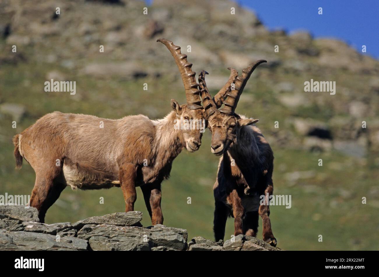 Goat play area hi-res stock photography and images - Alamy