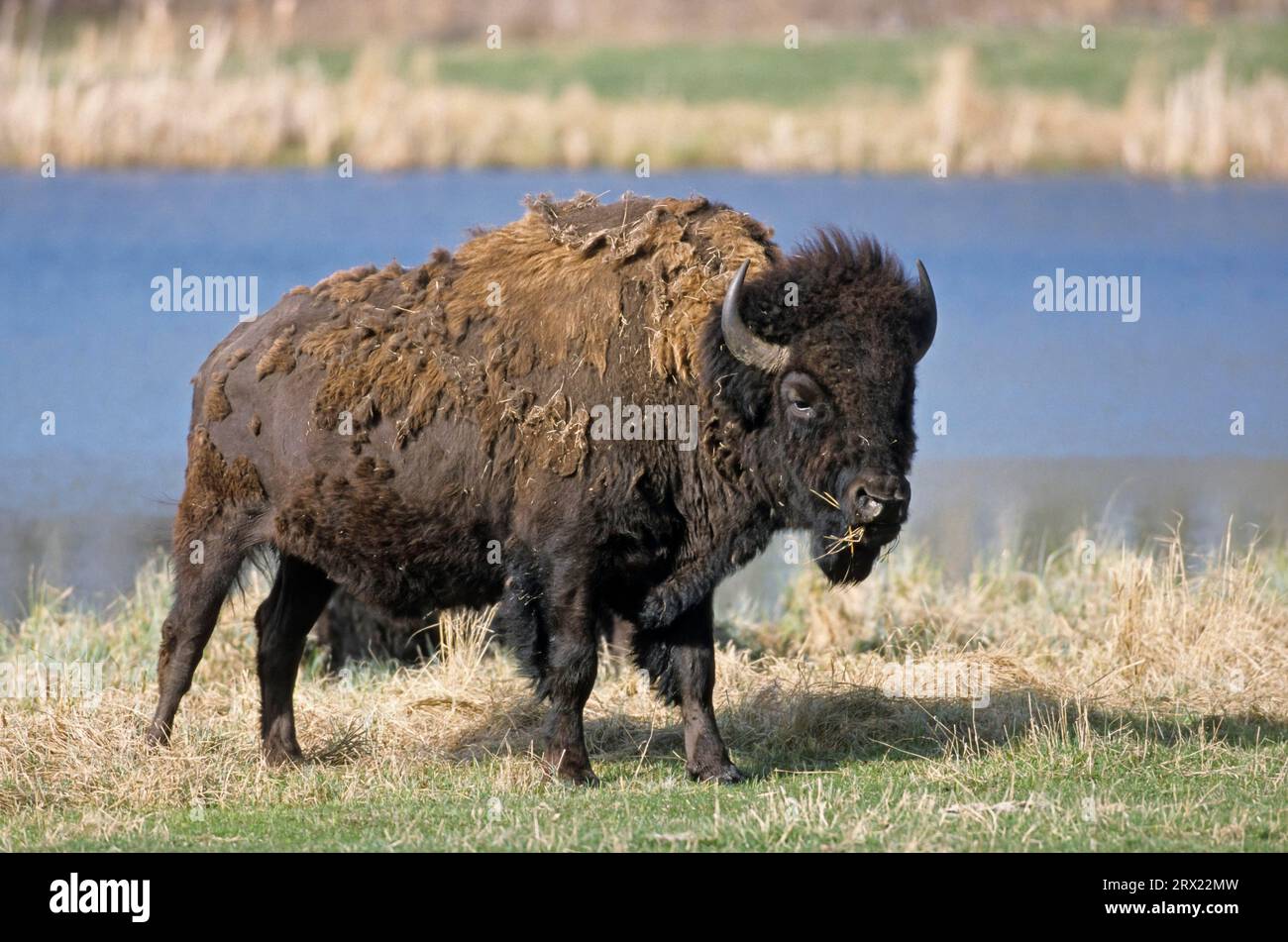 American Bison (Bison bison) bull observing the photographer (Wood ...