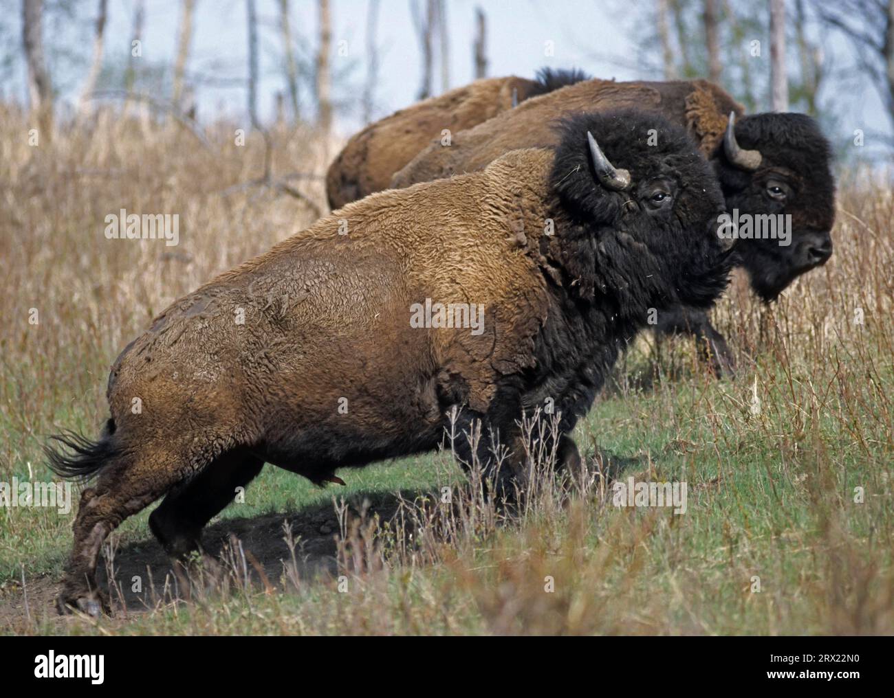 American Bison (Bison bison) bulls crossing the prairie (Indian Buffalo ...