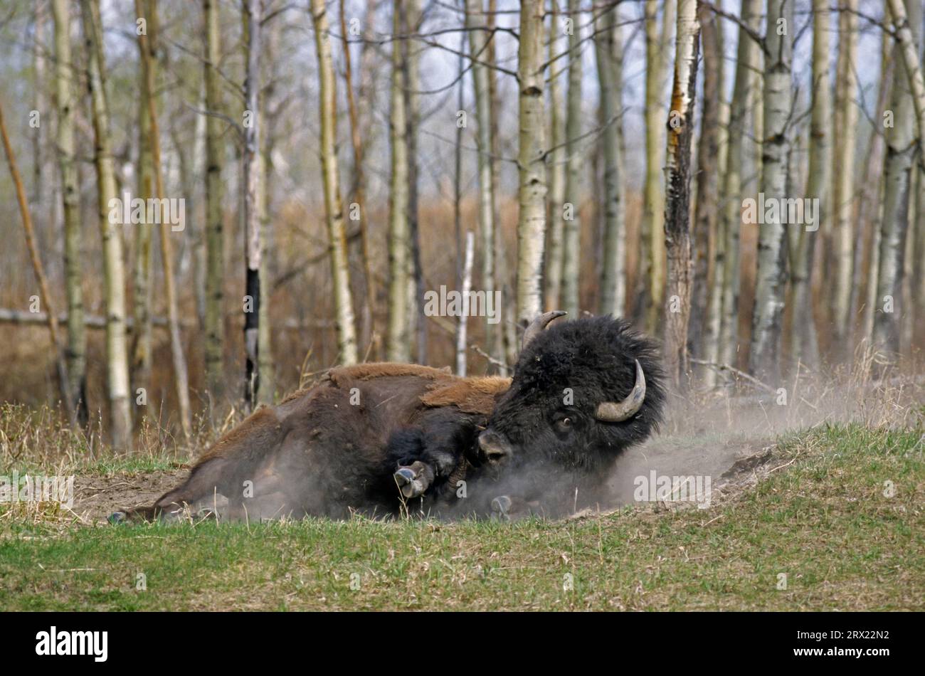 American Bison (Bison bison) bull taking a sand bath (Indian buffalo ...