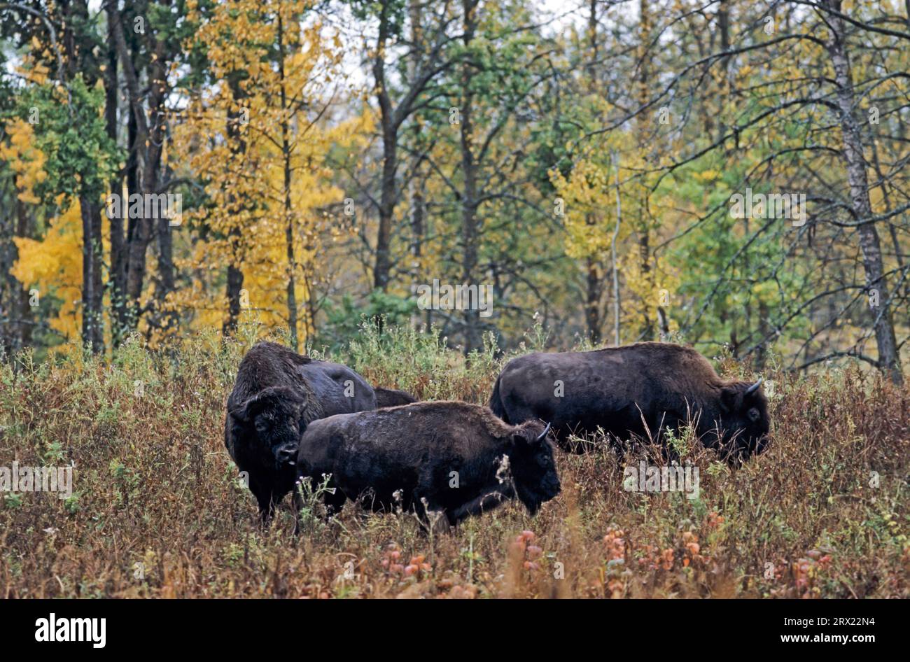 American (Bison bison) bison bull testing the receptiveness from a ...