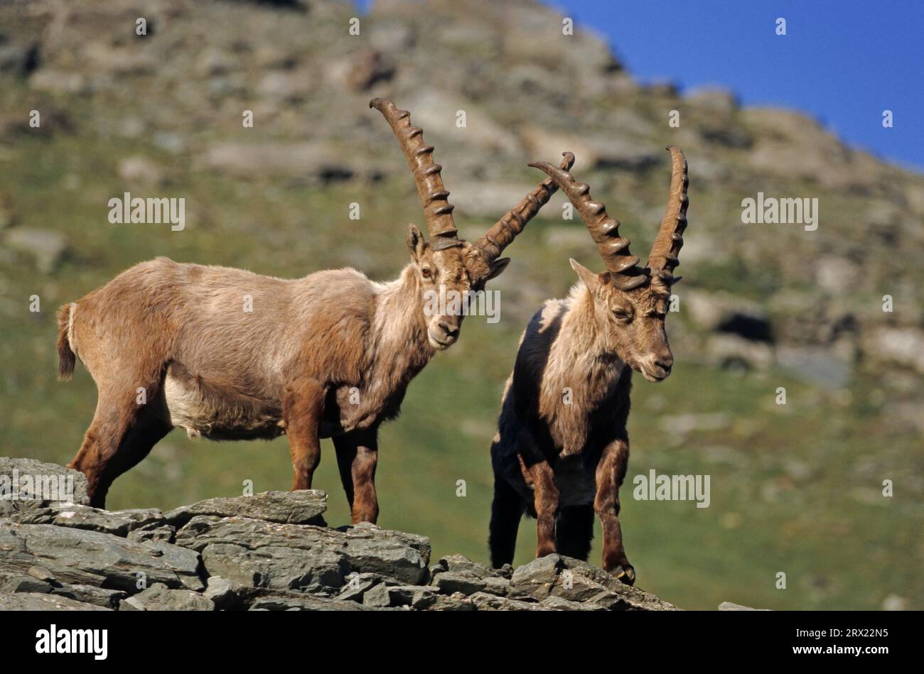 Alpine ibex (Capra ibex) (Ibex) playing with their horns (Common ibex ...