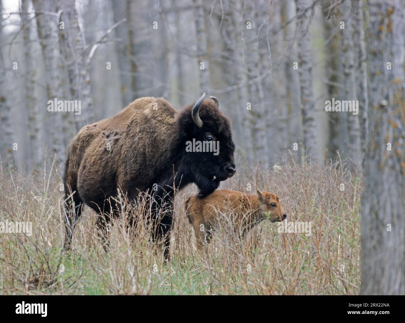 American Bison (Bison bison) cow with very young calf (Indian Buffalo ...