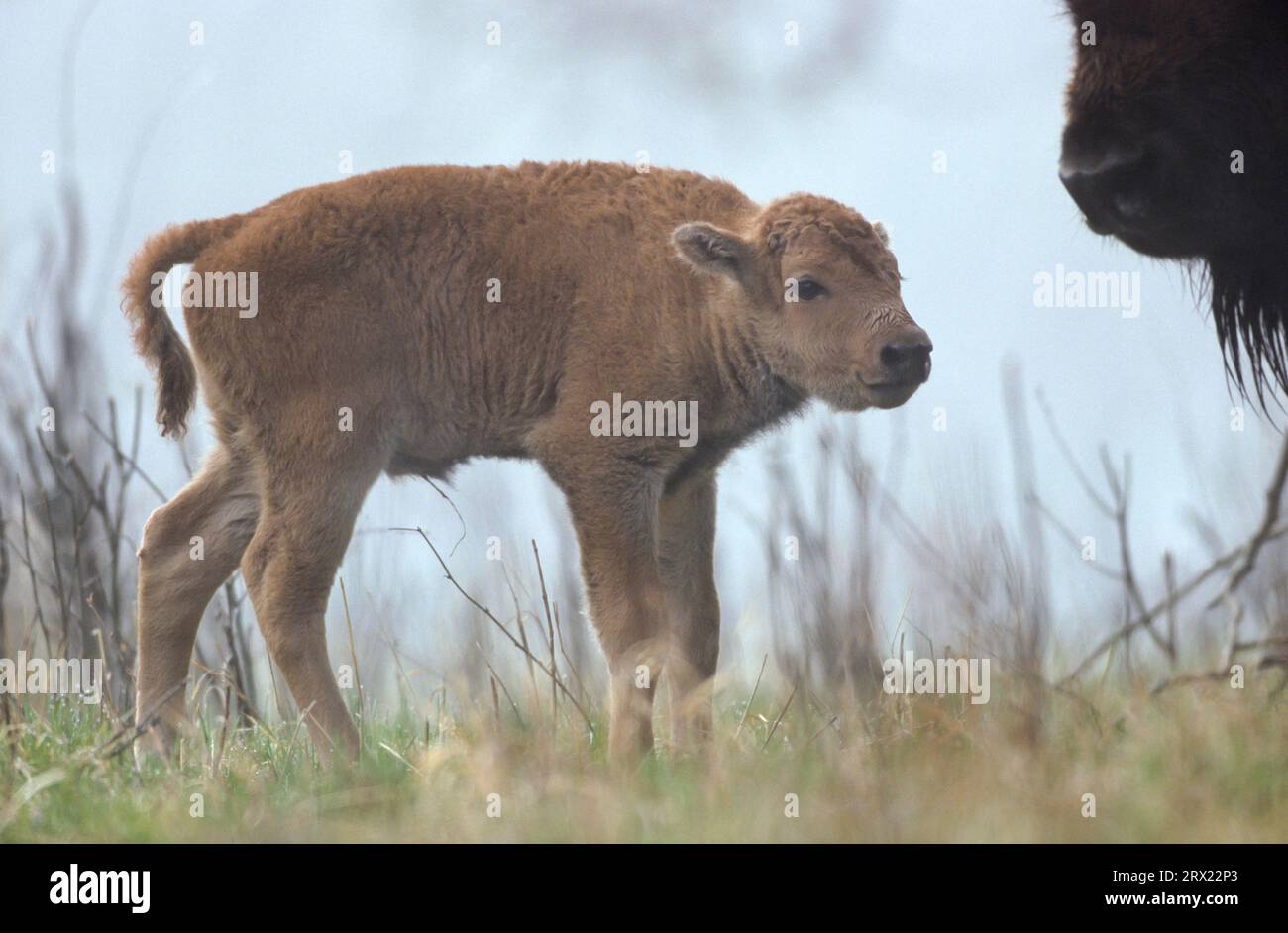 American Bison (Bison bison) cow with very young calf (Indian Buffalo ...