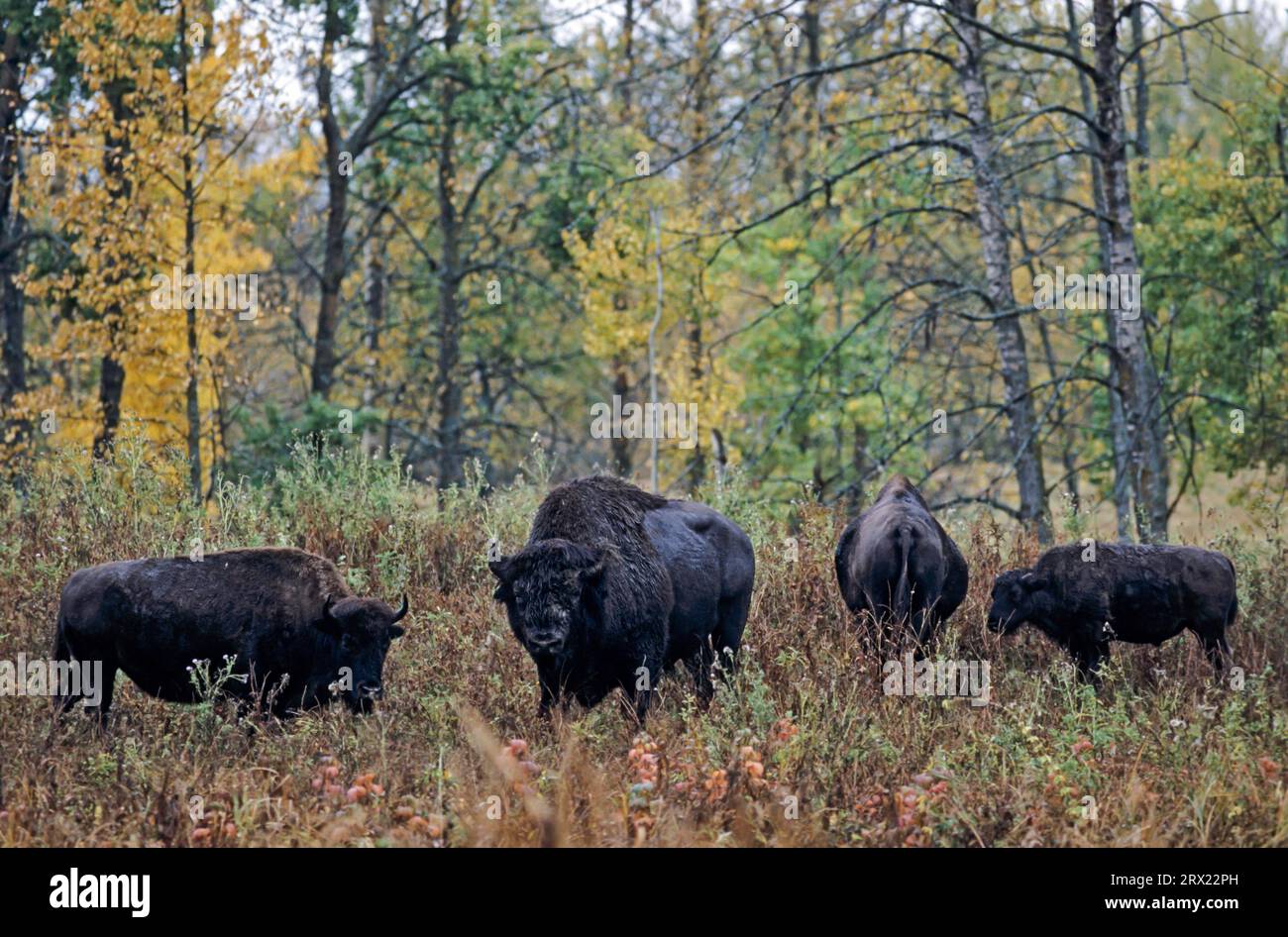 American Bison (Bison bison) bull, bison cows calf standing in a forest ...