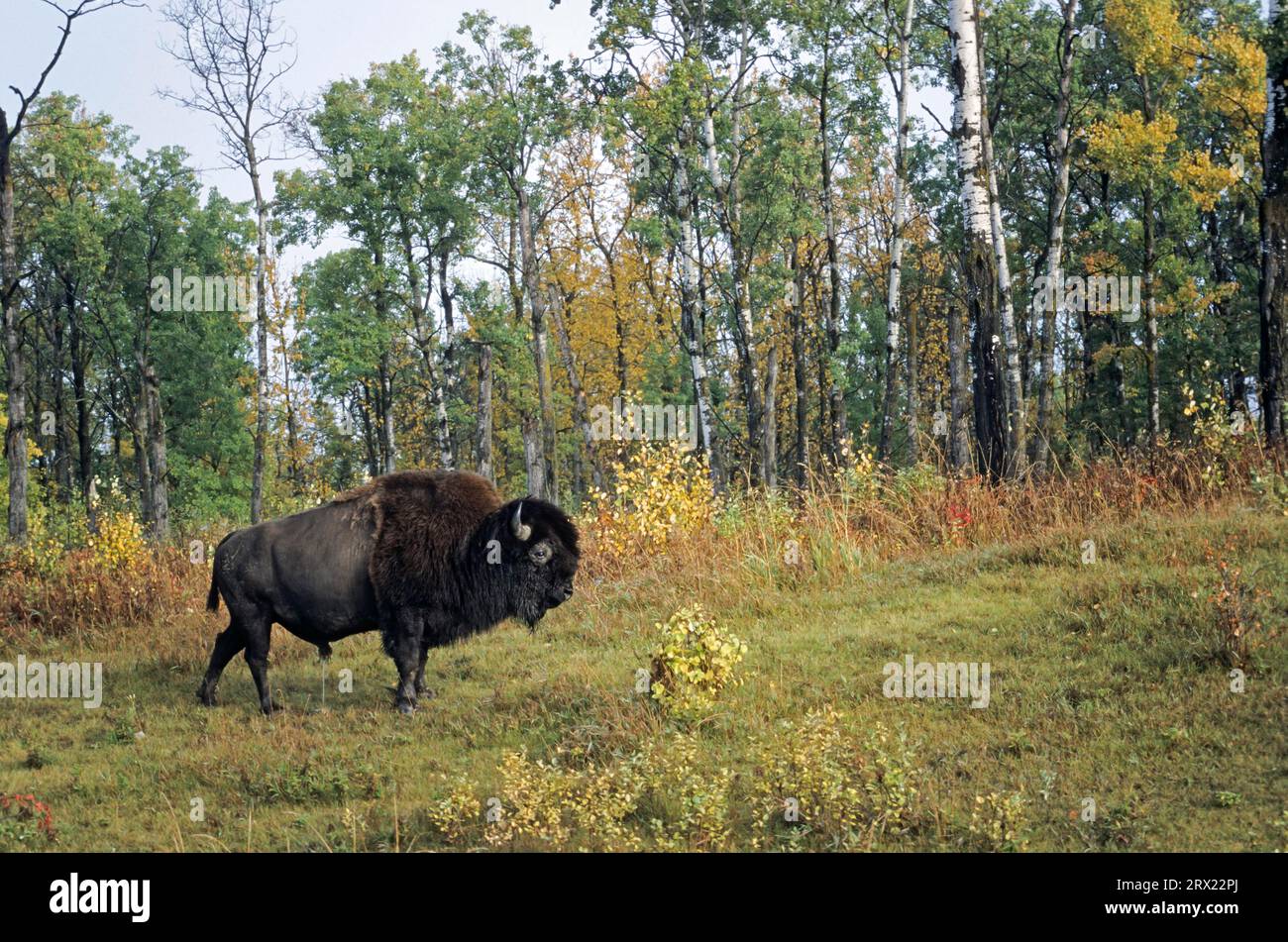 American Bison (Bison bison) bull in fall (Indian buffalo) (Bueffel ...