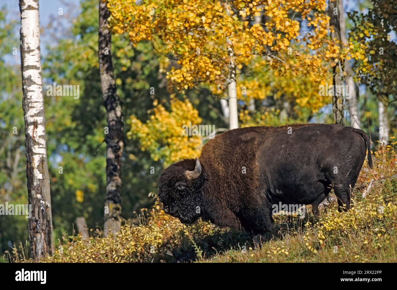 American Bison (Bison bison) bull in fall (Indian buffalo) (Bueffel ...