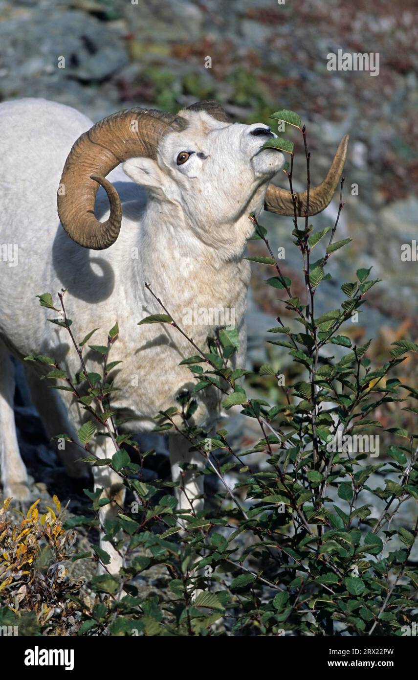 Dall Sheep (Ovis dalli) ram aest Erlenblaetter (Alaska snow sheep ...