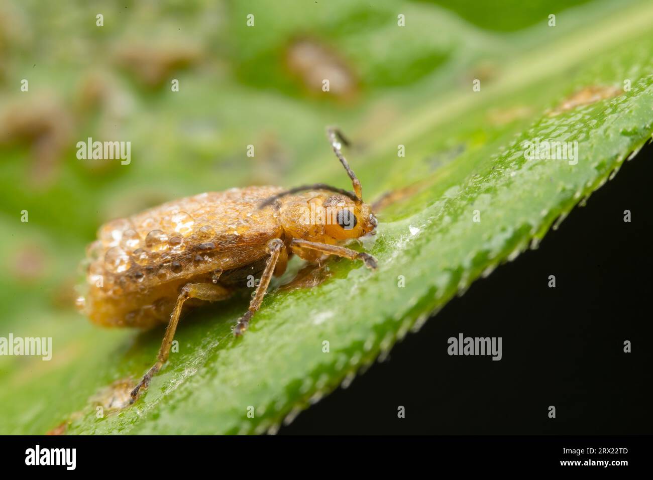 Leaf beetles covered in dewdrops forage on wild plants Stock Photo - Alamy