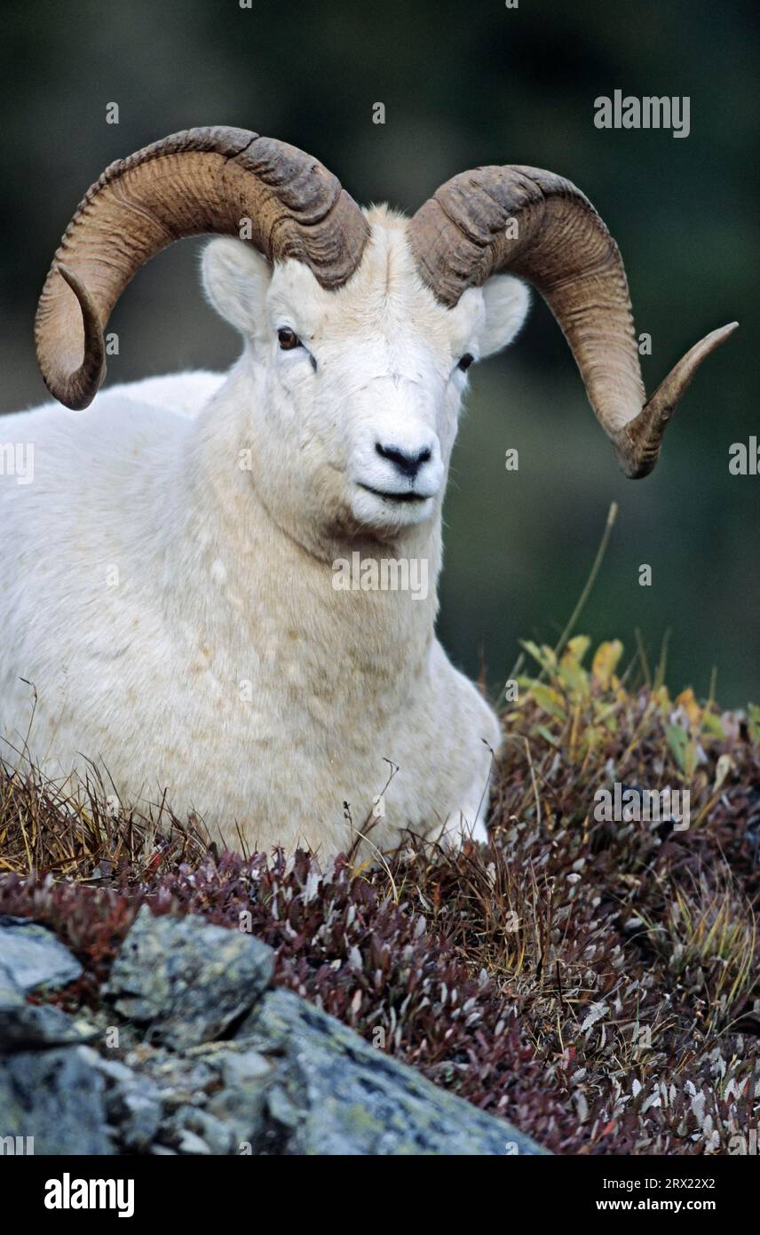 Dall Sheep (Ovis dalli) ram watching the photographer (Alaskan snow ...