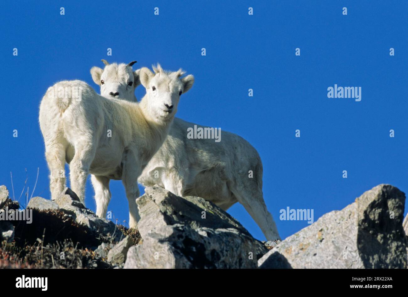 Dall Sheep (Ovis dalli) lamb in the high mountains (Alaska snow sheep ...