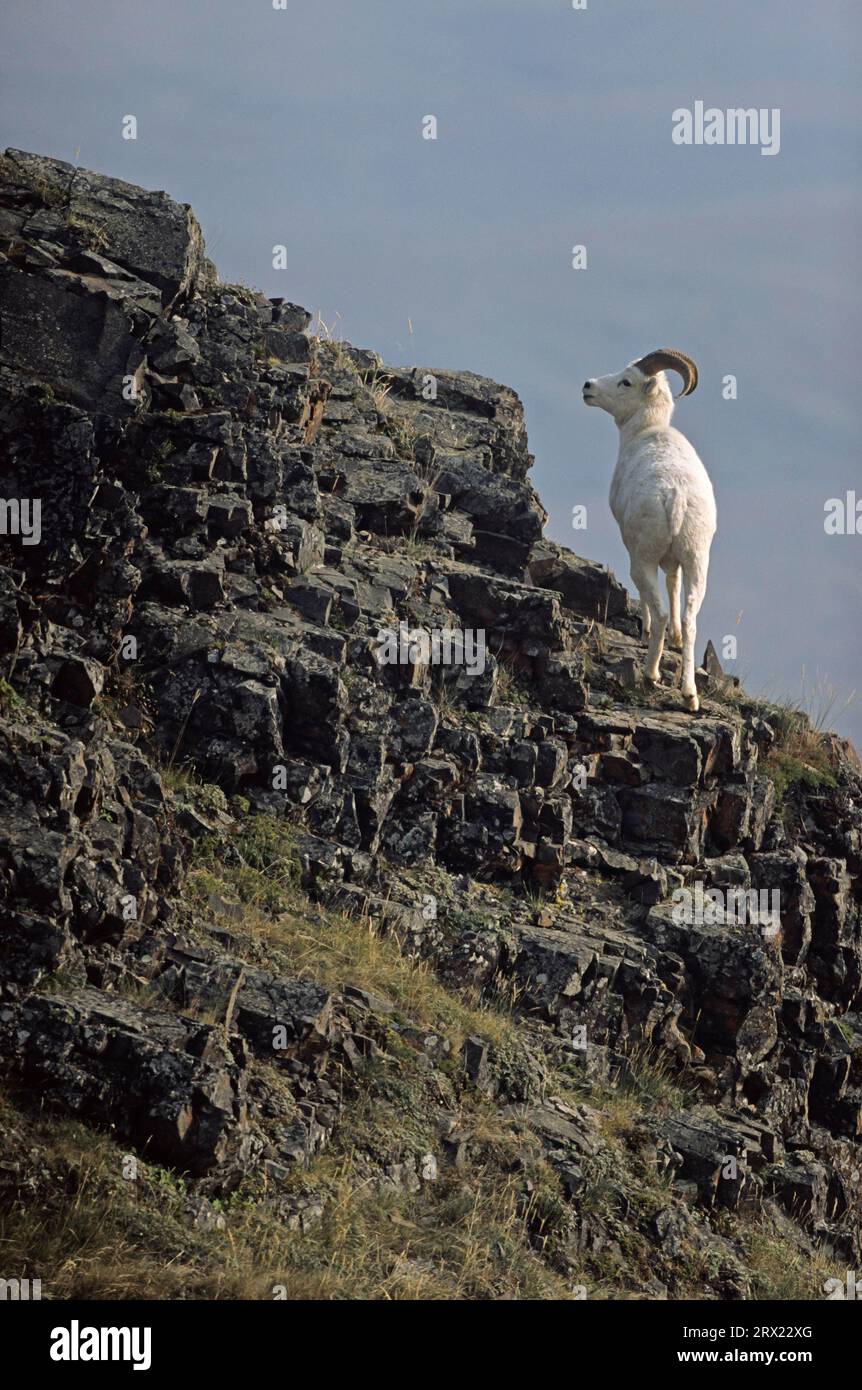 A young Dall Sheep (Ovis dalli) ram standing on the rim of a crag ...
